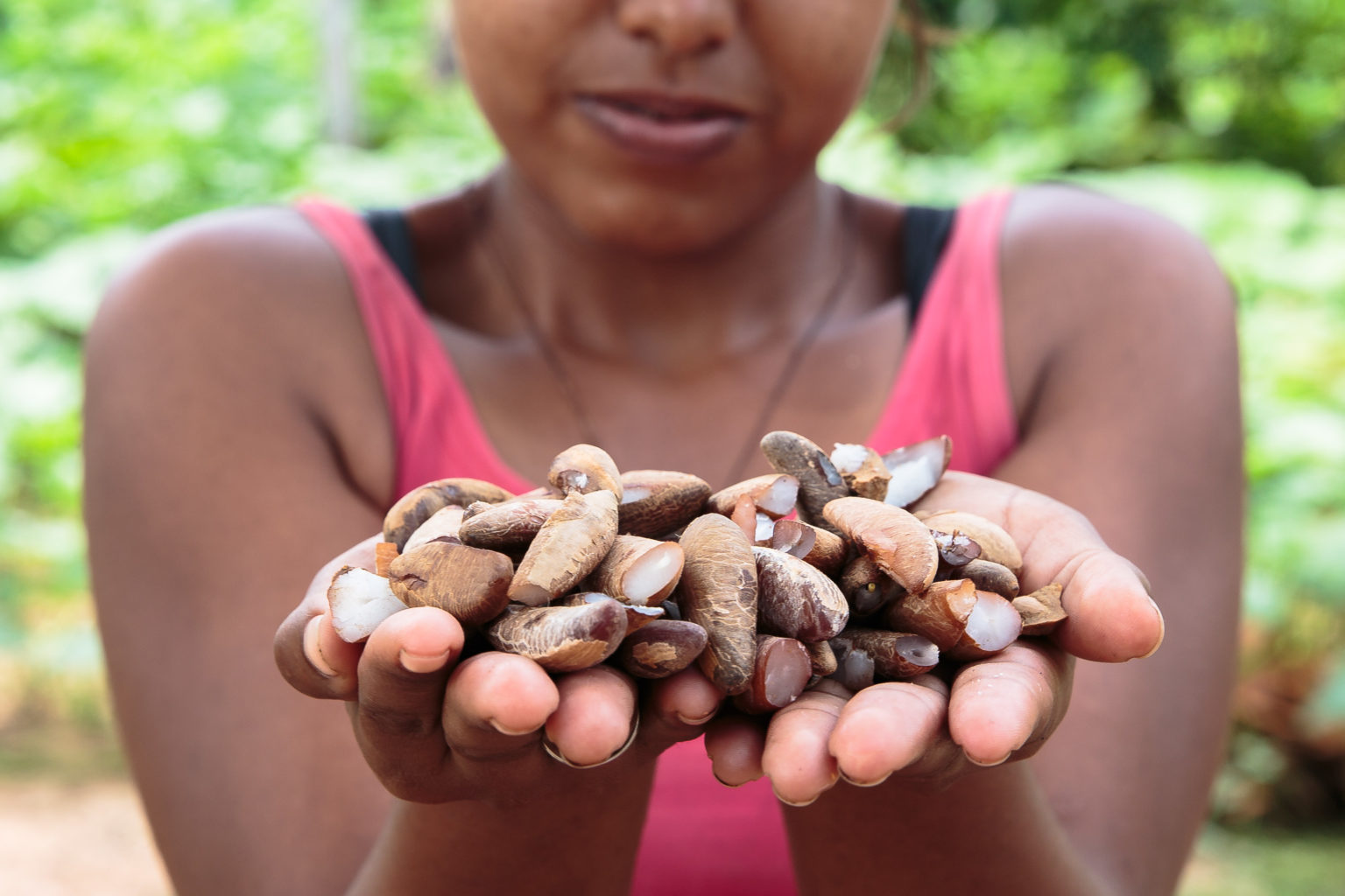 Maranhão quer impulsionar extração de babaçu com acordo internacional